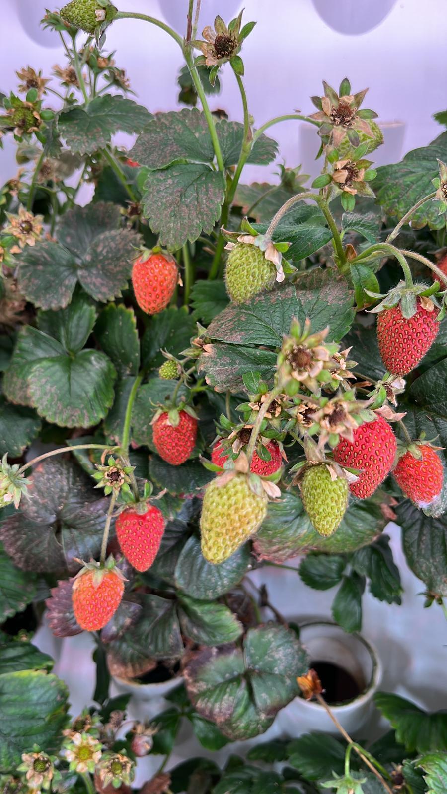 Strawberry Vertical Farm with Cultivatix - Cultivatix